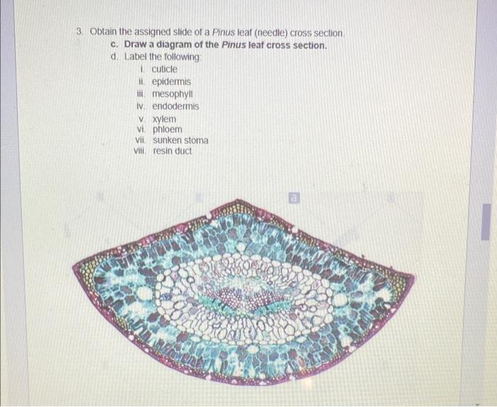 Solved 3. Obtain the assigned slide of a Pinus leaf (needle) | Chegg.com