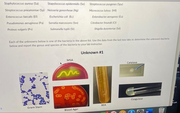 Solved Staphylococcus aureus (Sa) Stapylococcus epidermidis | Chegg.com