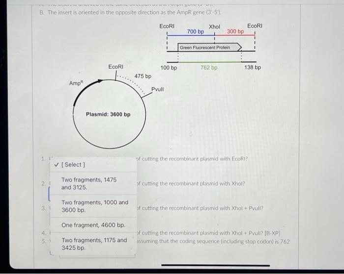 The Diagram Below Shows Two Dna Molecules A Plasmid