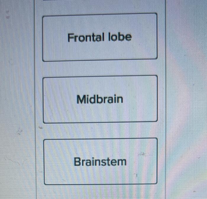 Solved Solinal cord Temporal lobe Qcciphar iobe Parietal | Chegg.com