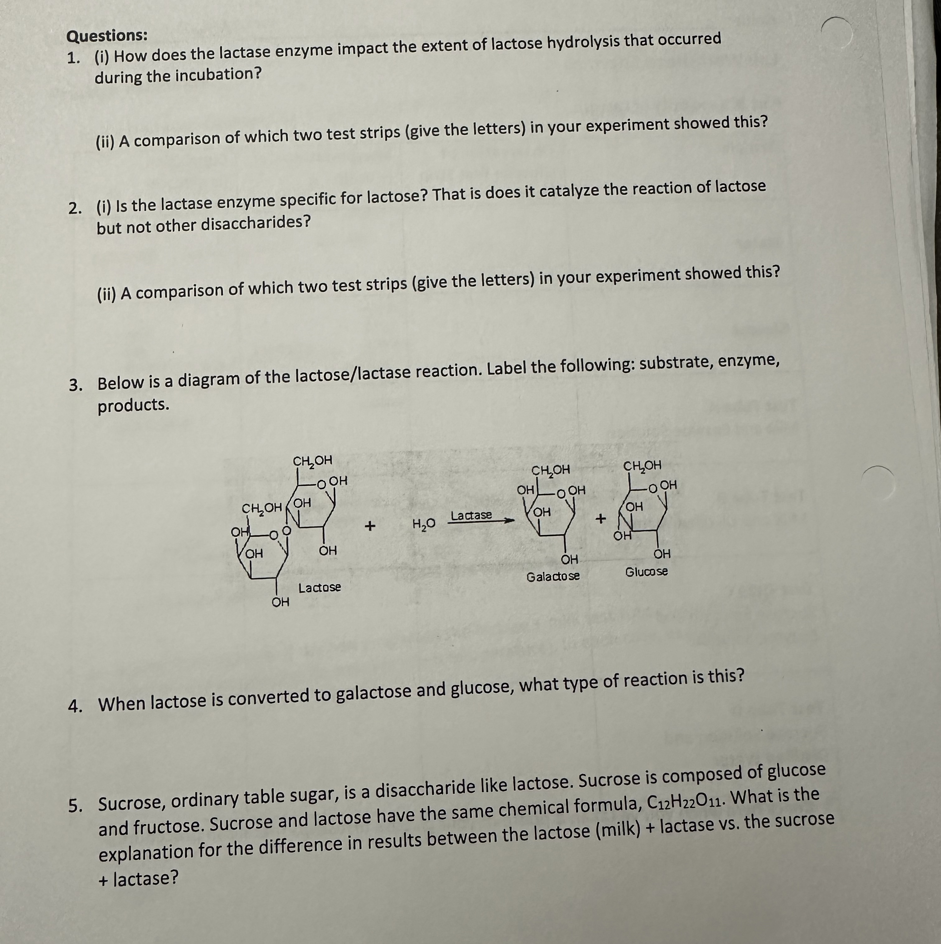 Solved Questions:(i) ﻿How does the lactase enzyme impact the | Chegg.com