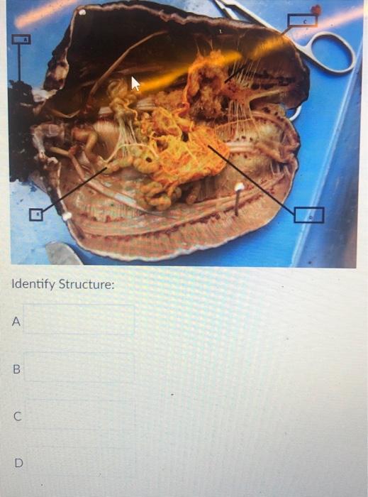 Solved Identify Structure: | Chegg.com Solved Identify Structure: | Chegg.com