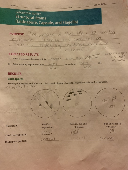 Solved Name: Lab Section Date: LABORATORY REPORT Structural | Chegg.com