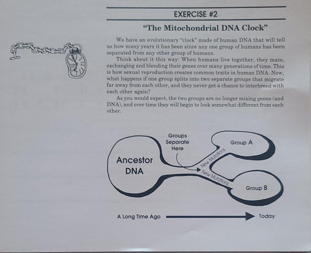 EXERCISE #2 "The Mitochondrial DNA Clock" We have an | Chegg.com