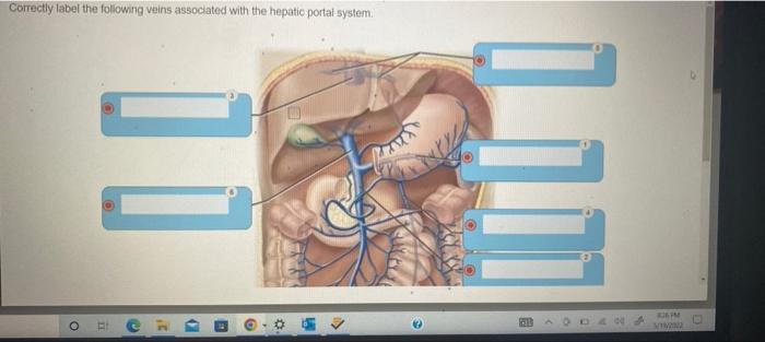 Solved Correctly label the following veins associated with | Chegg.com