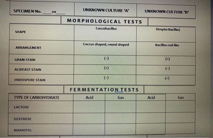 Solved 1- SECOND BACTERIAL UNKNOWN TEST CULTURES TEST & | Chegg.com