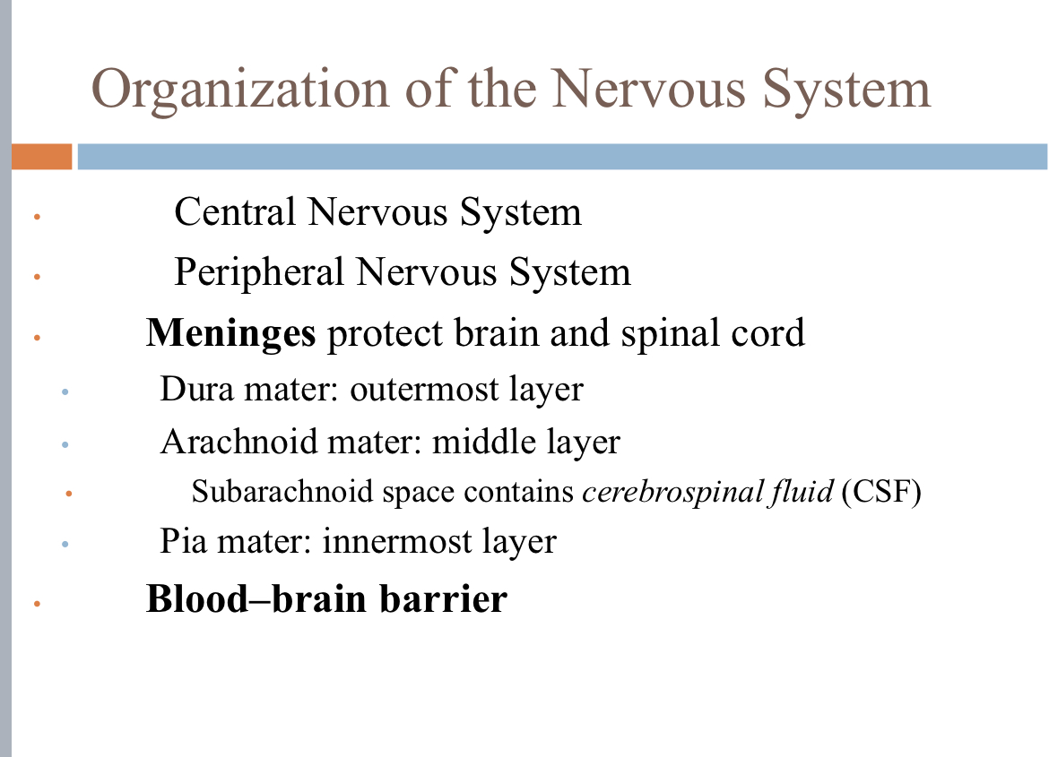 Solved Organization of the Nervous SystemCentral Nervous | Chegg.com