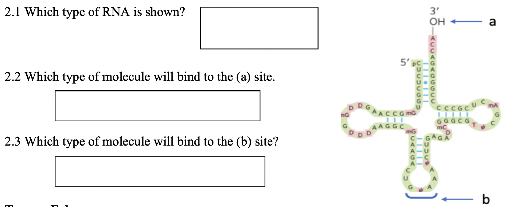 Solved 2.1 ﻿Which type of RNA is shown? 2.2 ﻿Which type of | Chegg.com
