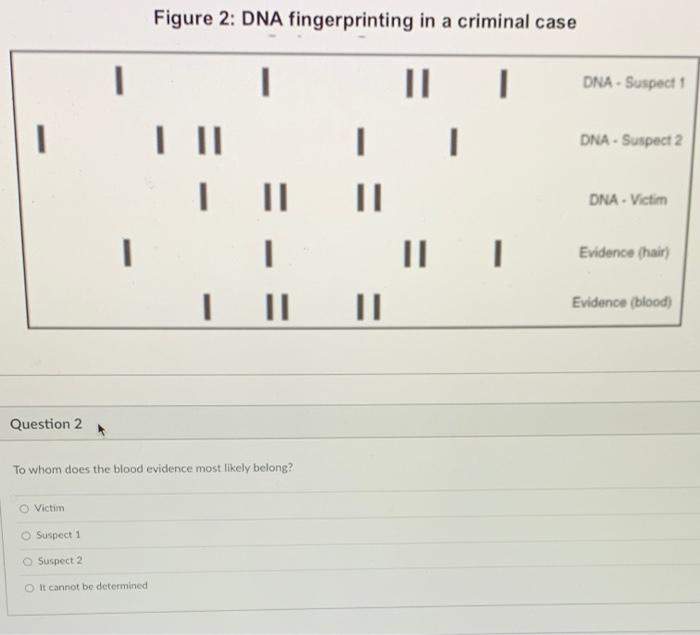 Solved Figure 2: DNA fingerprinting in a criminal case 1 II | Chegg.com