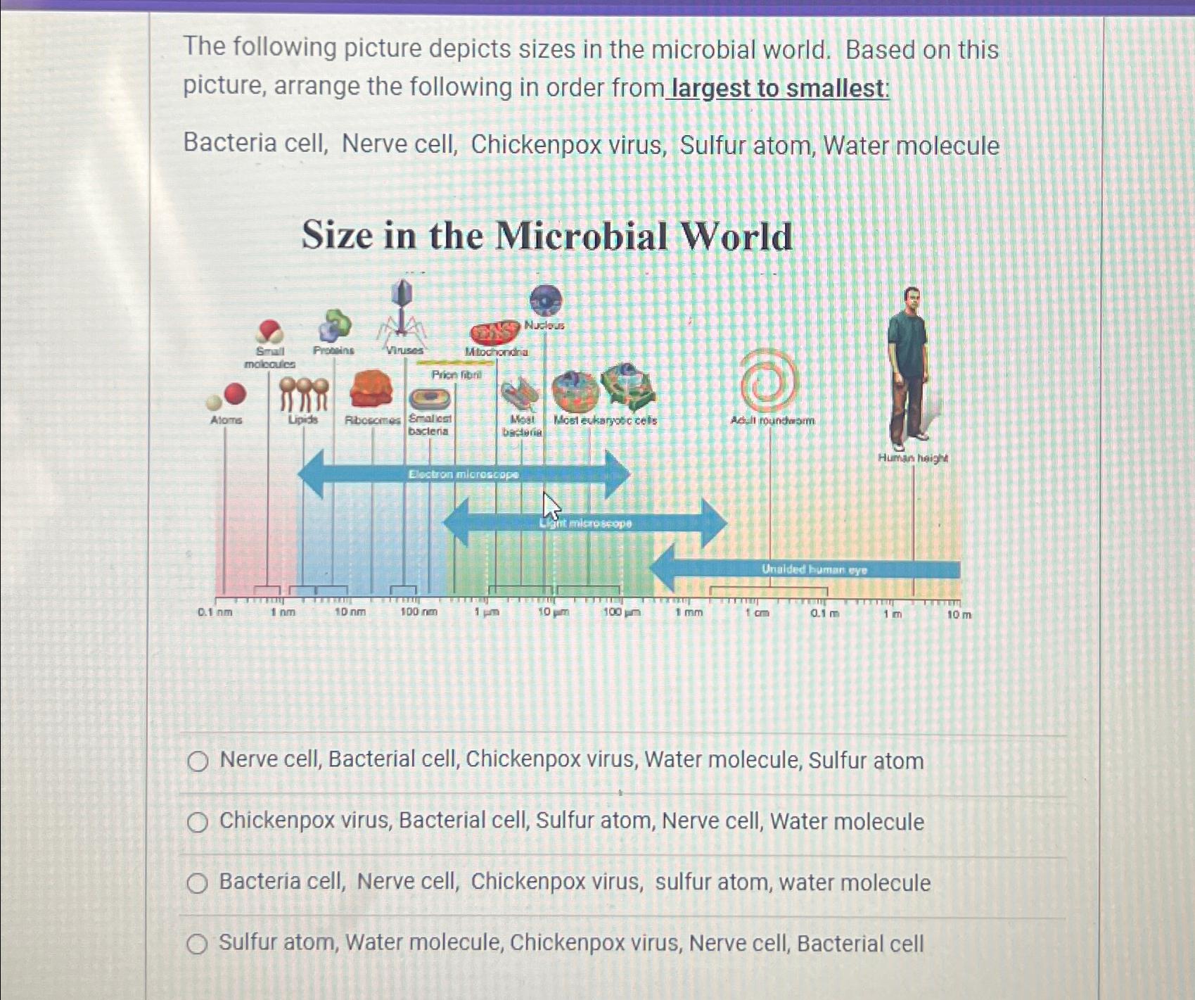 Solved The following picture depicts sizes in the microbial | Chegg.com