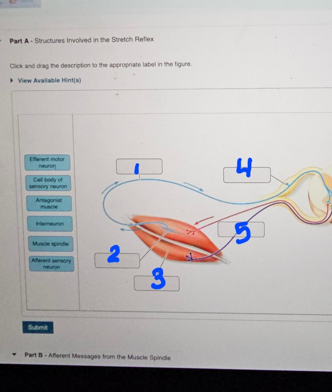 Solved Part A - Structures Involved in the Stretch Reflex | Chegg.com