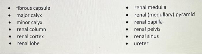 Solved - fibrous capsule - major calyx - minor calyx - | Chegg.com