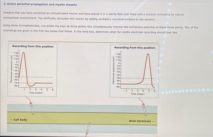 Solved 3. Action potential propagation and myelin sheaths | Chegg.com