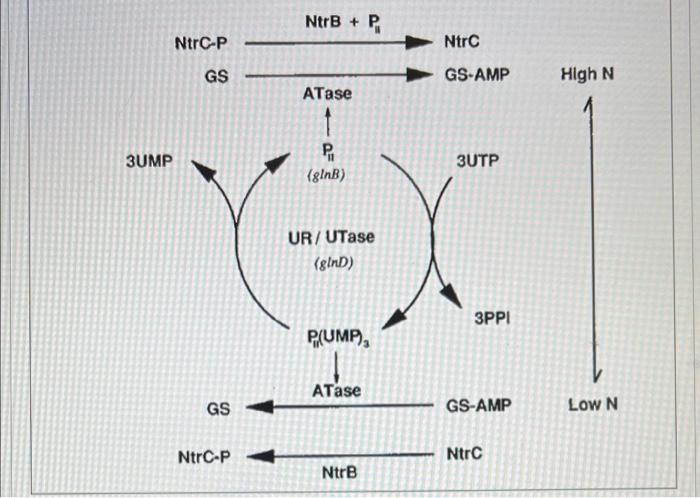 Solved NtrB + P NtrC-P NtrC GS GS-AMP High N ATase 1 P | Chegg.com