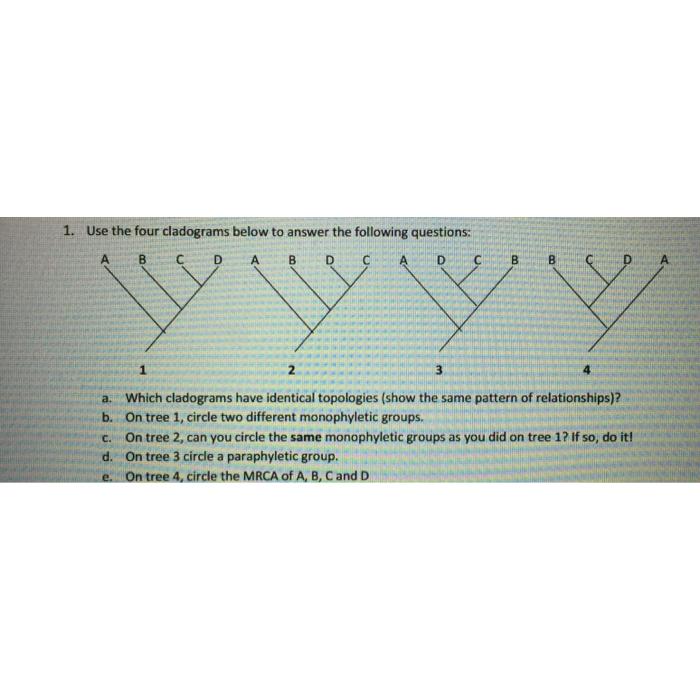 Solved Use the four cladograms below to answer the following | Chegg.com