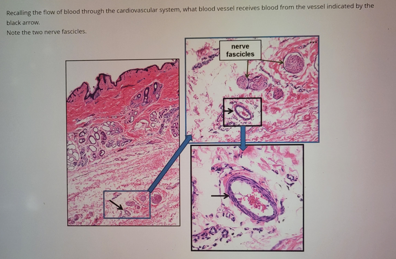 Solved Recalling the flow of blood through the | Chegg.com