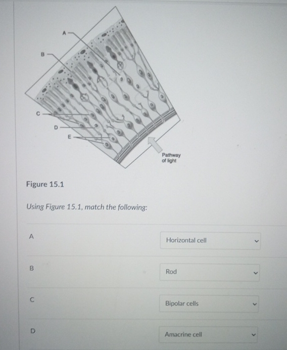 Solved Figure 15.1Using Figure 15.1, ﻿match the | Chegg.com