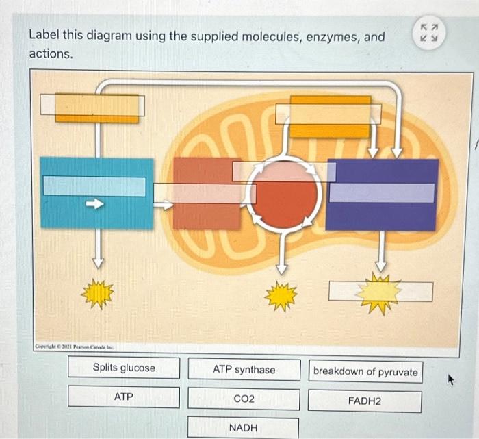 Solved Label this diagram using the supplied molecules, | Chegg.com