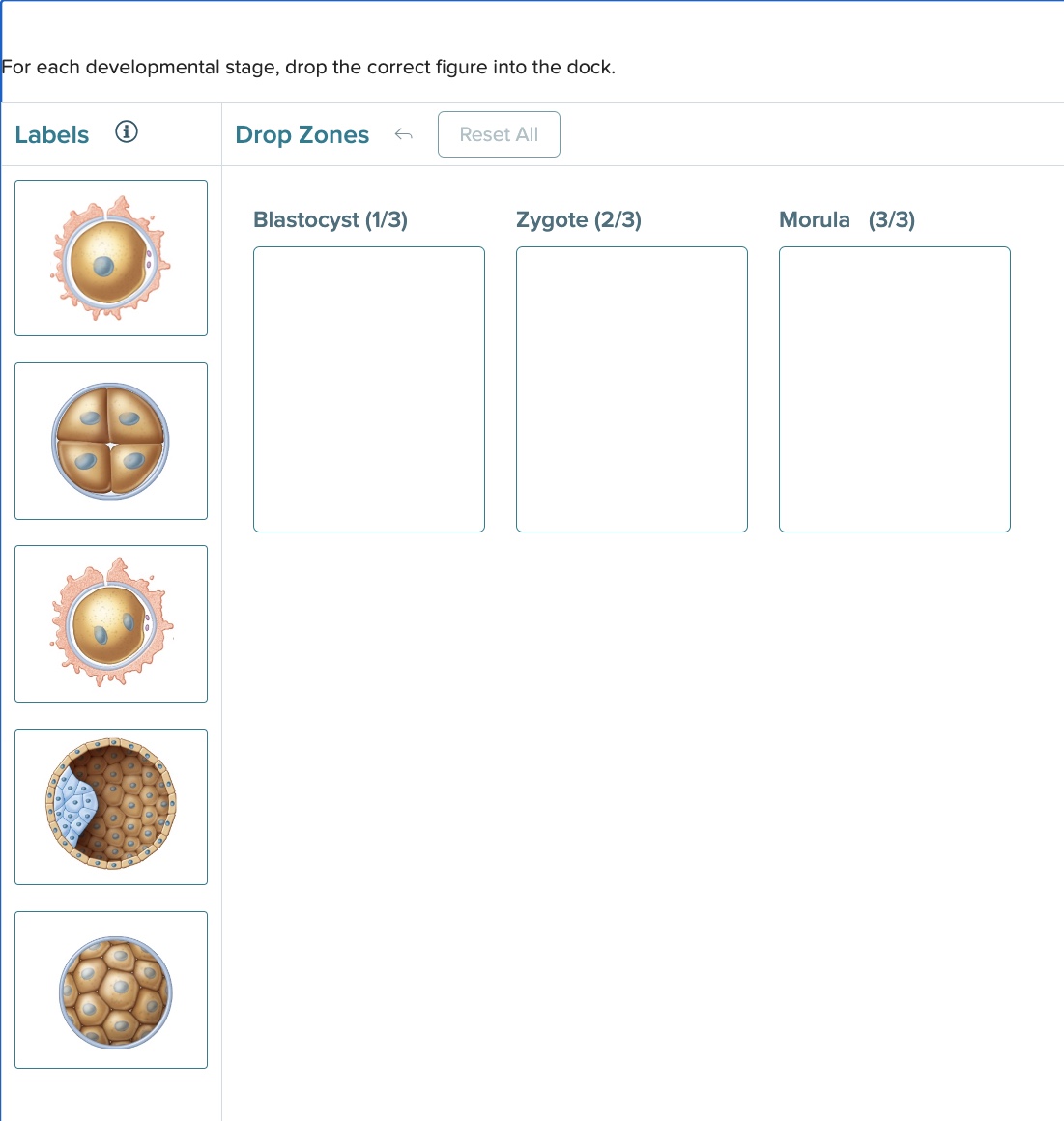 Solved For each developmental stage, drop the correct figure | Chegg.com