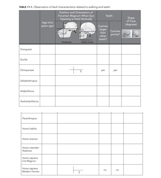 Solved TABLE 11-1. Observation of skull characteristics | Chegg.com