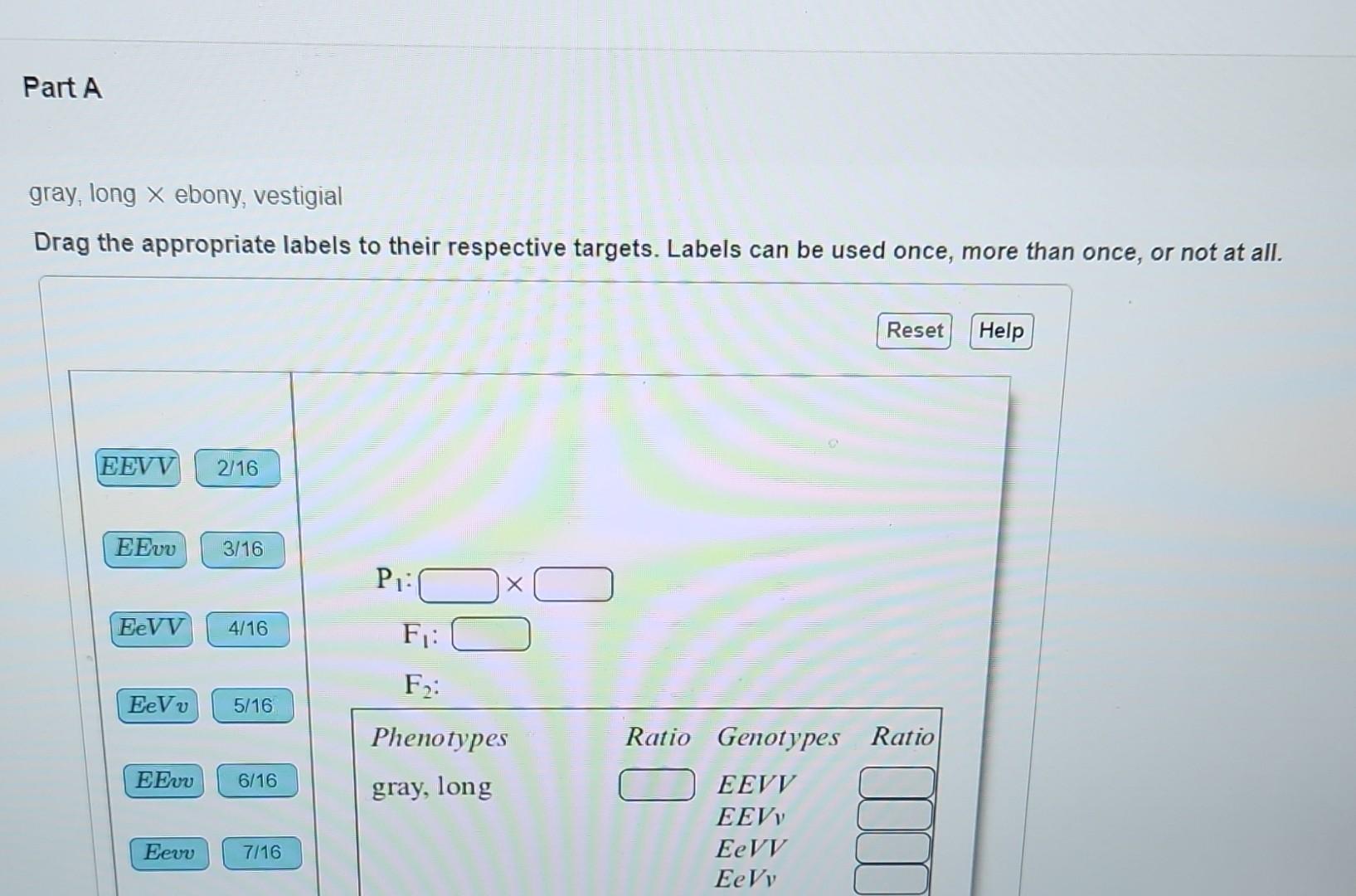 Solved In Drosophila, gray body color is dominant over ebony | Chegg.com
