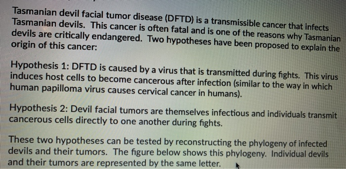 Tasmanian devil facial tumor disease (DFTD) is a | Chegg.com