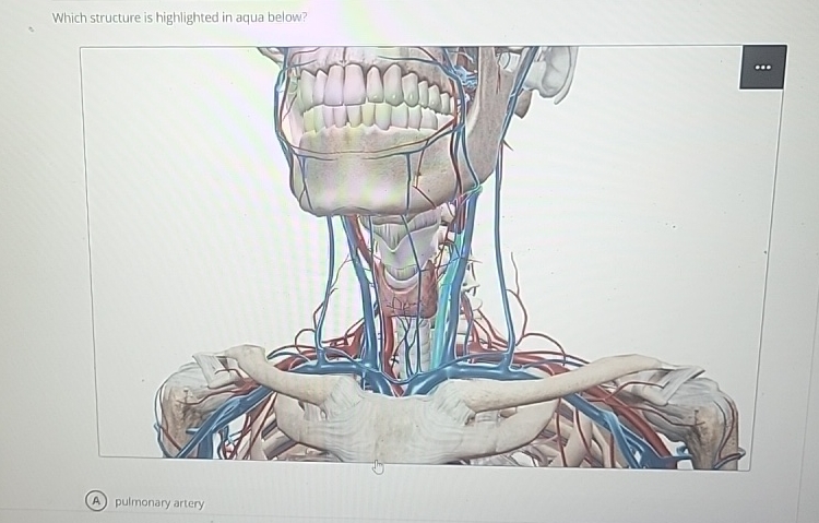 Solved Which structure is highlighted in aqua below?(A) | Chegg.com
