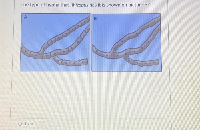 Solved The type of hypha that Rhizopus has it is shown on | Chegg.com