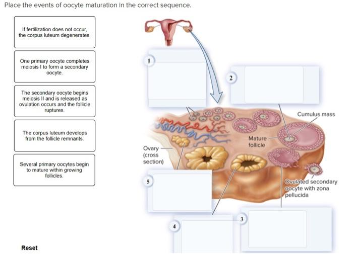 Solved Place the events of oocyte maturation in the correct | Chegg.com