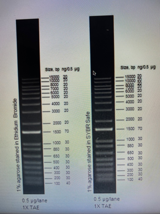 Solved What are the actual sizes of the DNA fragments | Chegg.com