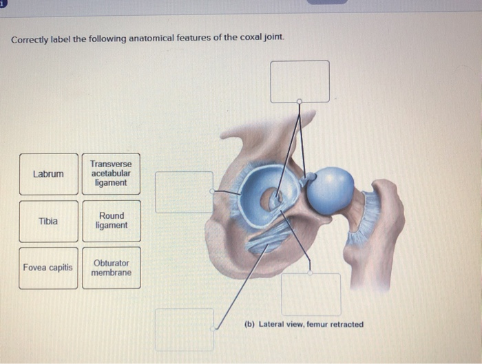 Solved Correctly label the following anatomical features of | Chegg.com