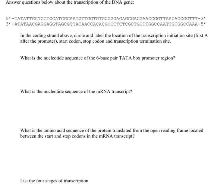 Solved Answer questions below about the transcription of the | Chegg.com