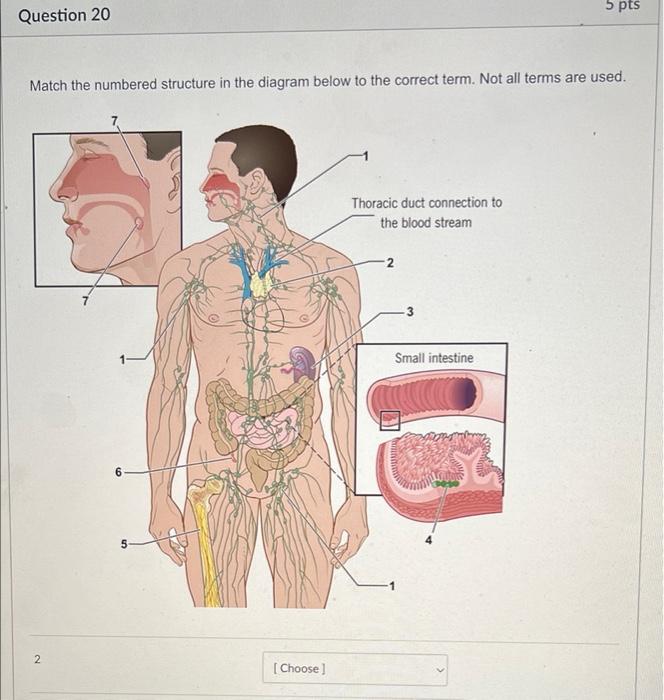 Solved 5 pts Question 20 Match the numbered structure in the | Chegg.com