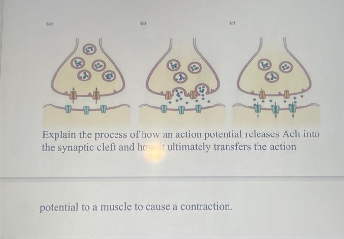 Solved Explain the process of how an action potential | Chegg.com