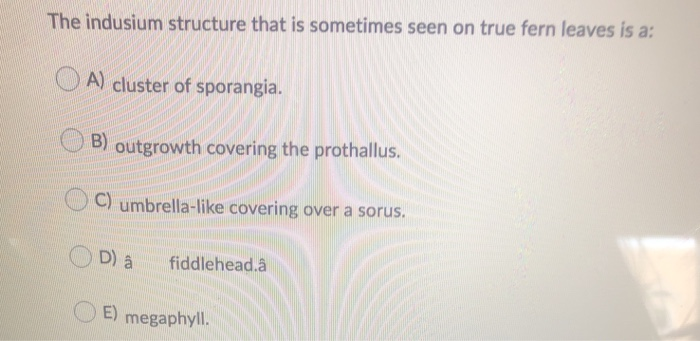 Solved The indusium structure that is sometimes seen on true | Chegg.com