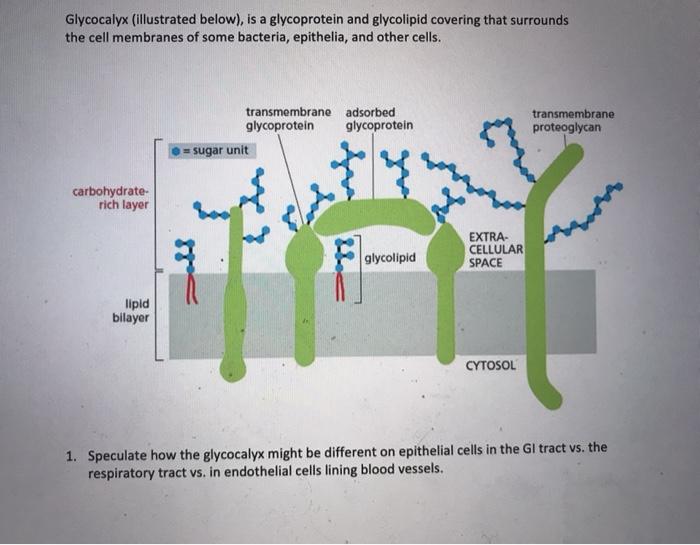 Solved Glycocalyx (illustrated below), is a glycoprotein and | Chegg.com