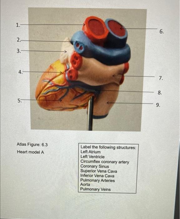 Solved 1. 6. . 2. 3. 4. 7. 8. 5. 9. Atlas Figure: 6.3 Heart | Chegg.com