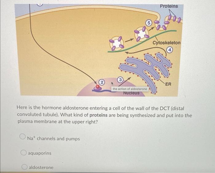 Solved Proteins Cytoskeleton ER the action of aldosterone | Chegg.com