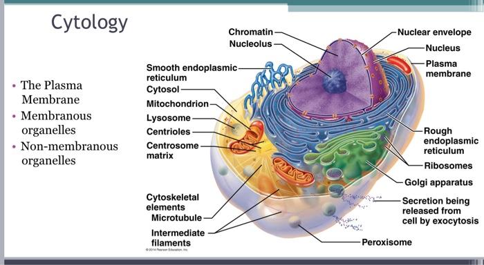 Solved 1. List the name of any disease associated with a | Chegg.com