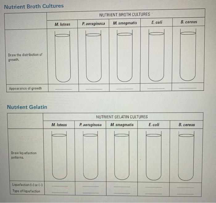 Nutrient Agar Slants NUTRIENT AGAR SLANT CULTURES P. | Chegg.com