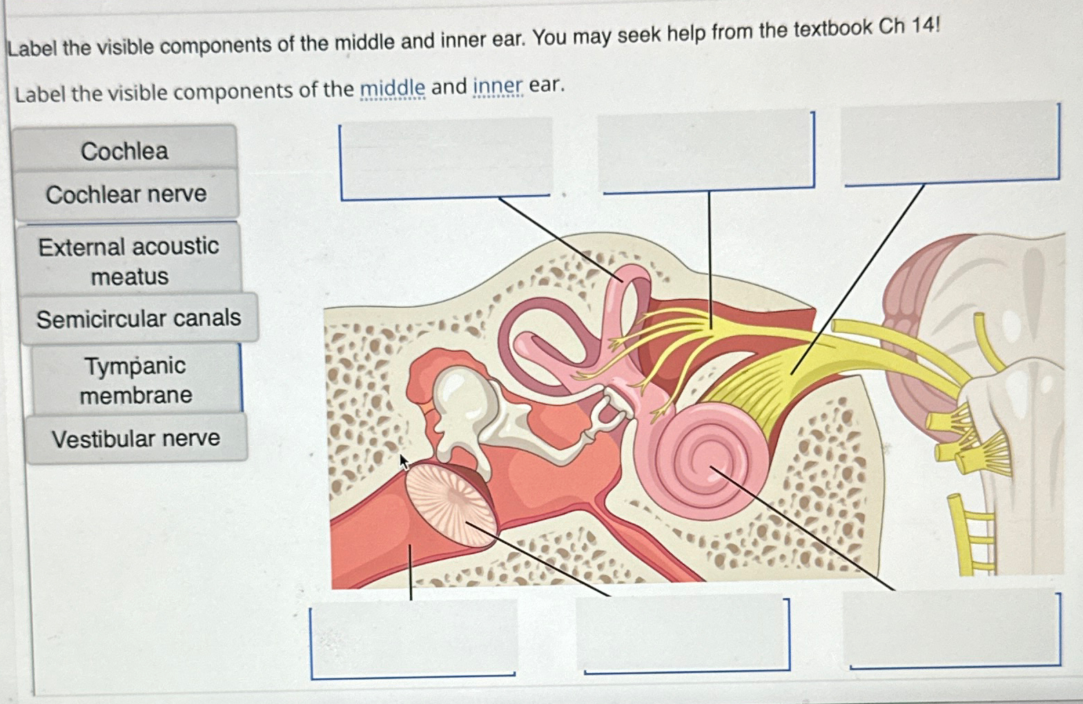 Solved Label the visible components of the middle and inner | Chegg.com