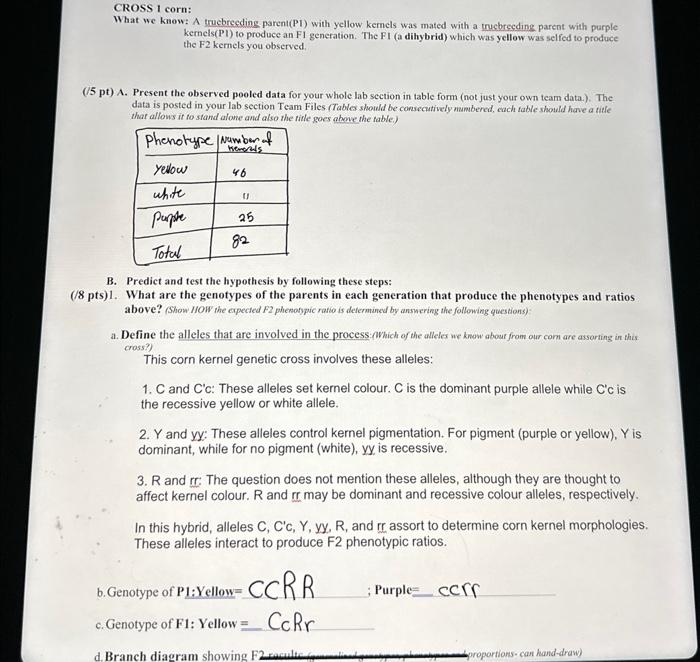 CROSS 1 corn: What we know: A truebrecding parent(PI) | Chegg.com
