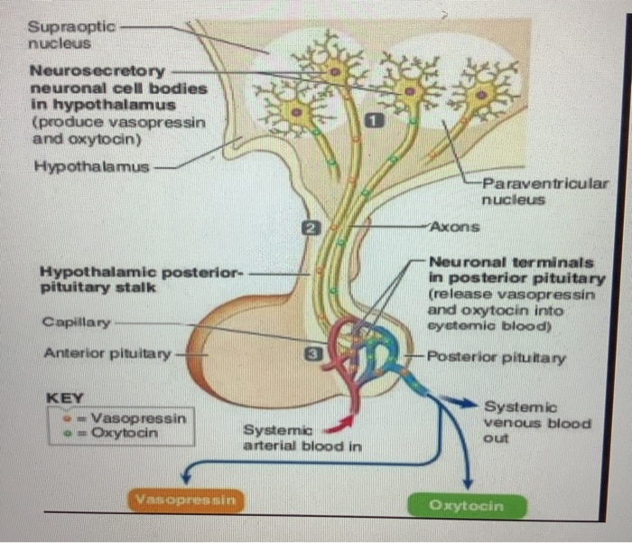 Solved Supraoptic nucleus Neurosecretory neuronal cell | Chegg.com