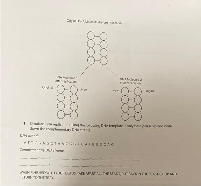 Solved Original DNA Molecule (before replication) DNA | Chegg.com