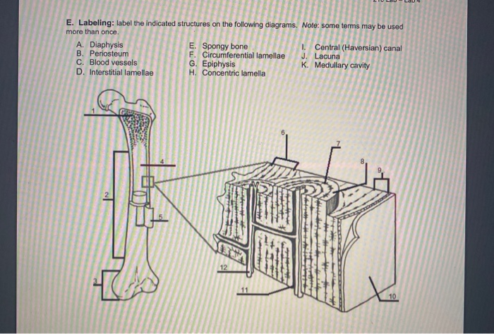 Solved E. Labeling: label the indicated structures on the | Chegg.com