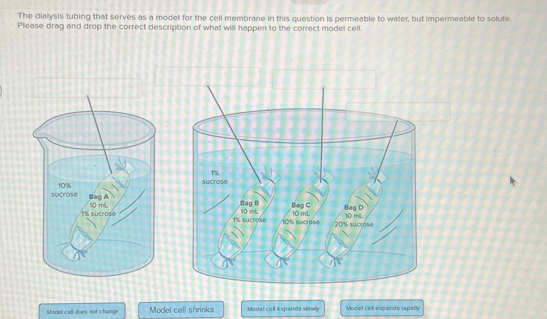 Solved The dialysis tubing that serves as a model for the | Chegg.com