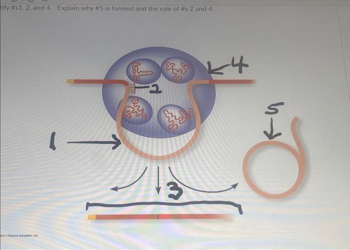 Solved Identify \#s.1,2, and 4 . Explain why #5 is formed | Chegg.com