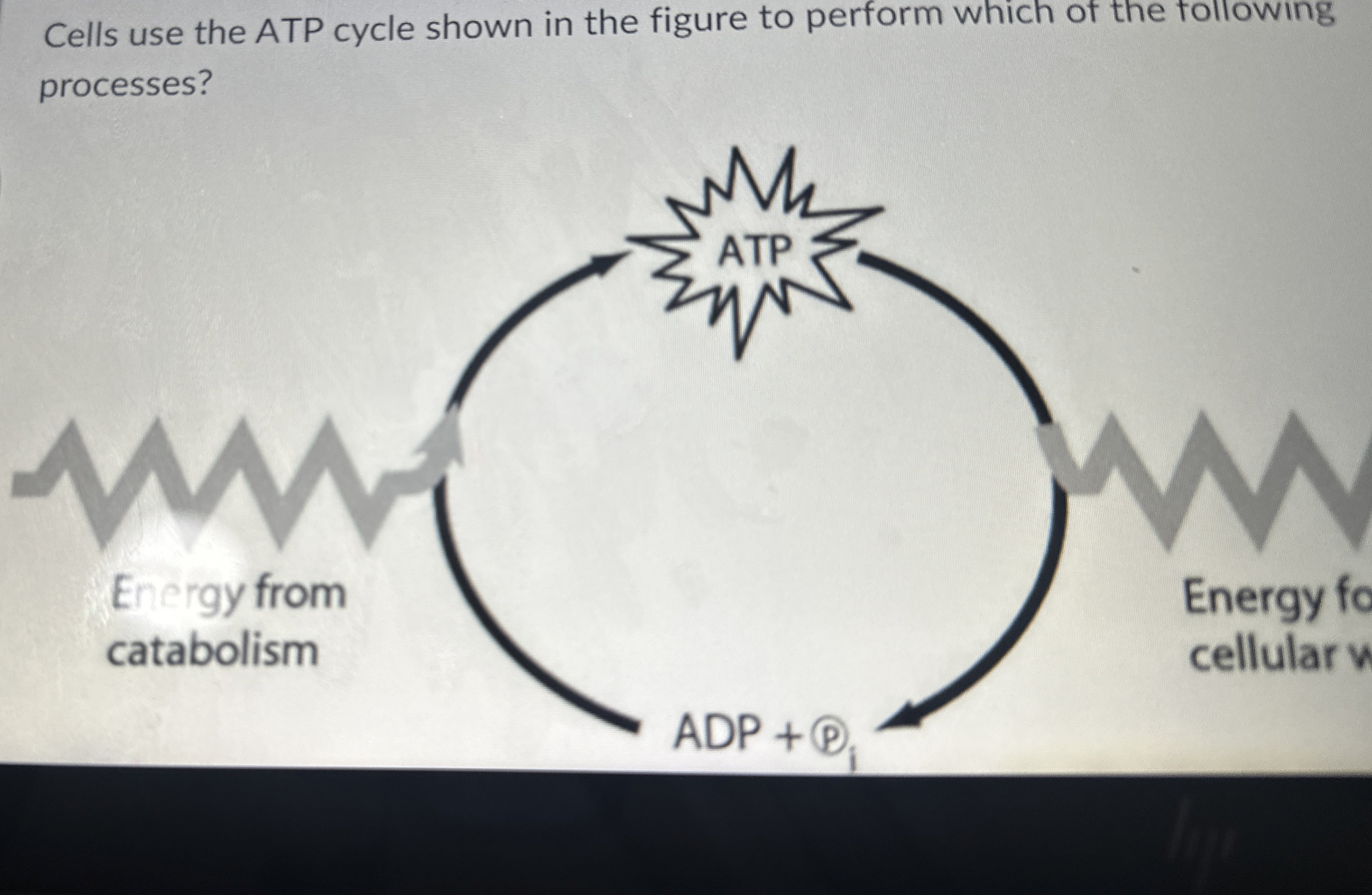 Solved Cells use the ATP cycle shown in the figure to | Chegg.com