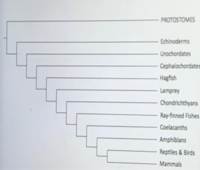 Solved VIII. Phylogenetic Tree 14. Complete the phylogenetic | Chegg.com