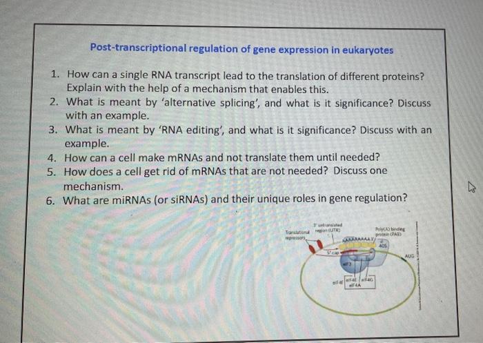 Solved Post-transcriptional regulation of gene expression in | Chegg.com